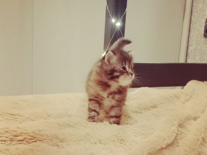 Шотландские котята прямоухие