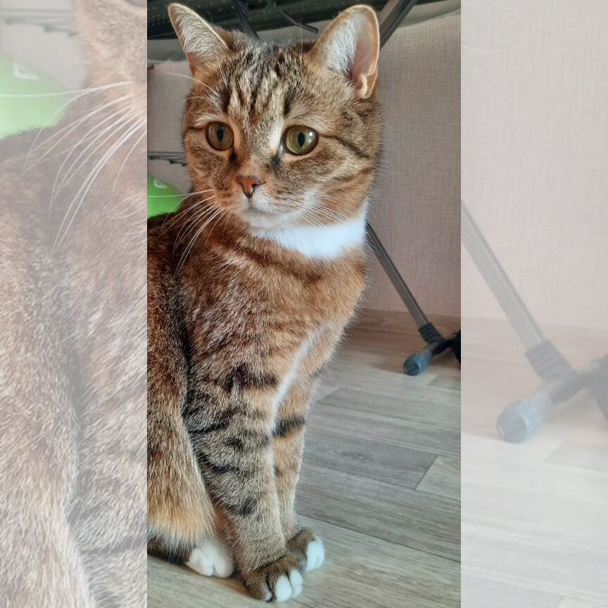Отдам кота британца в добрые руки