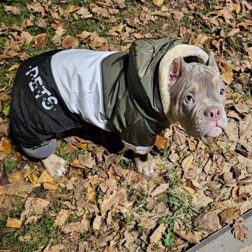 Зимний комбинезон (petmax) для собаки