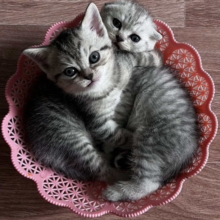 Шатланские котята