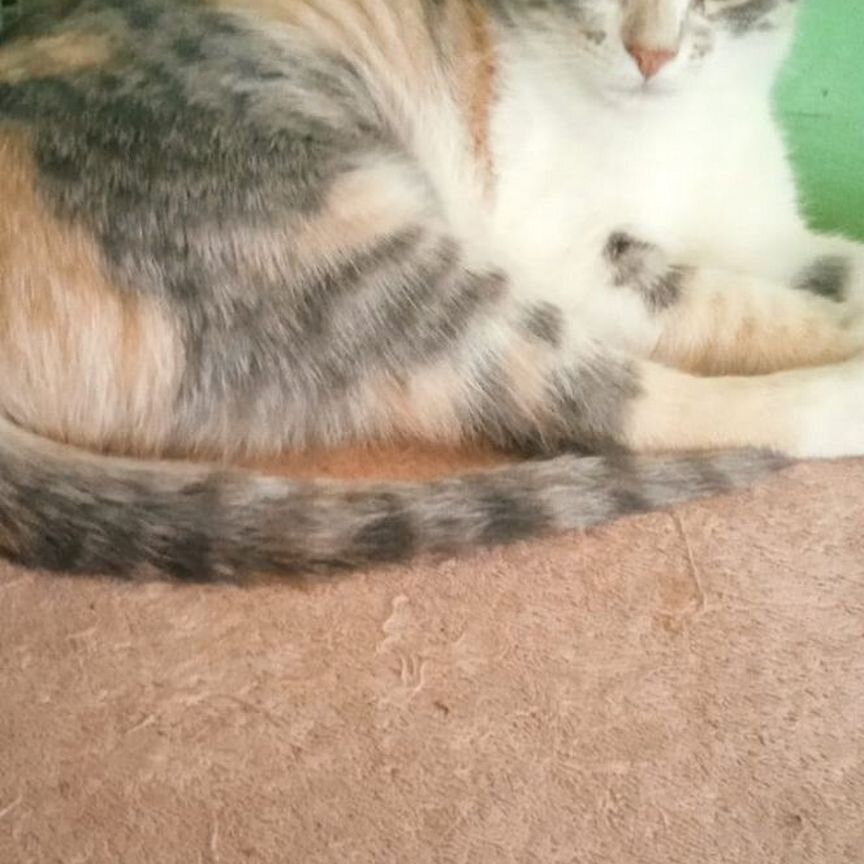 Малышка Сонечка ищет дом