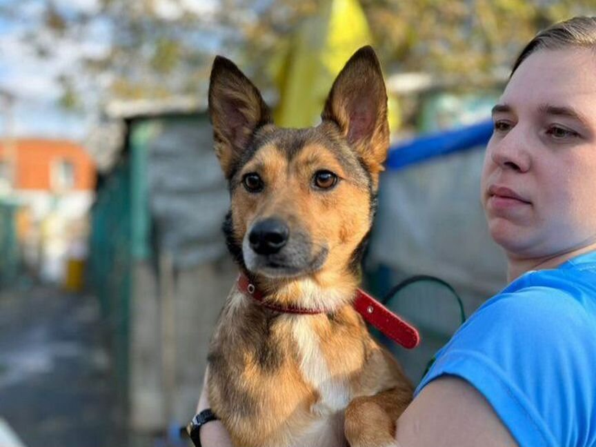 Собака в добрые руки, Ёжик ищет дом