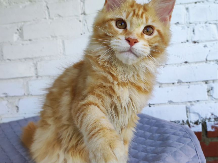 Мейн-кун девочка 3,5 месяца