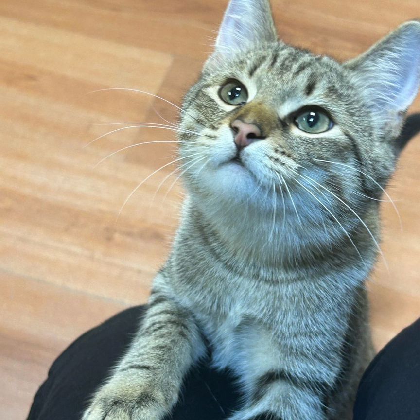 Котенок Мишка