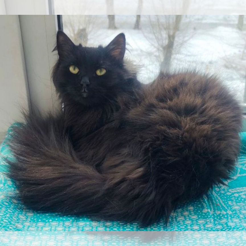 Взрослая, кошка в добрые руки