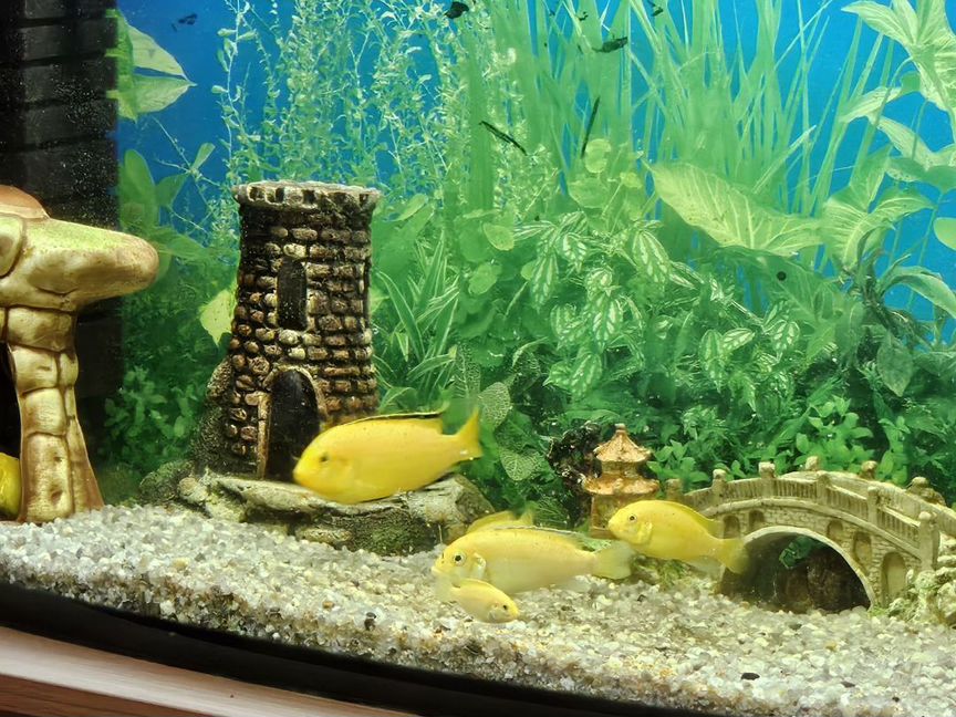 Аквариумные рыбки бесплатно