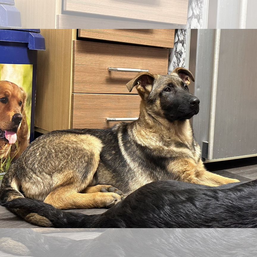 Немецкая овчарка, щенок