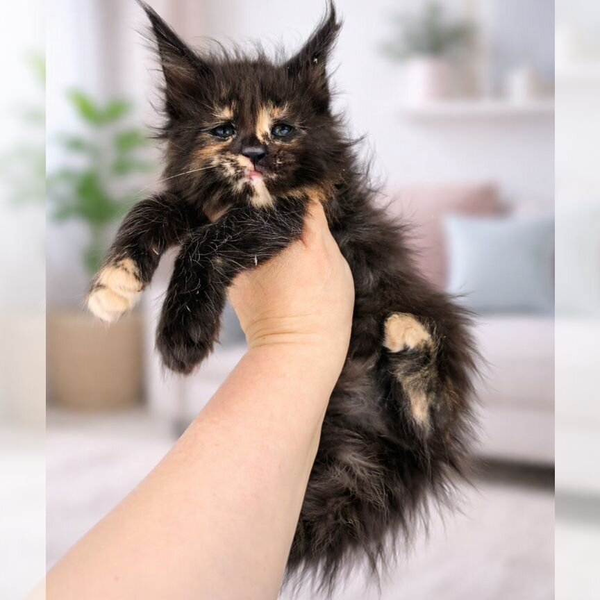 Мейн-кун котёнок