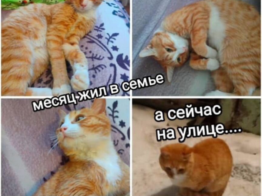 Рыжуля в добрые руки