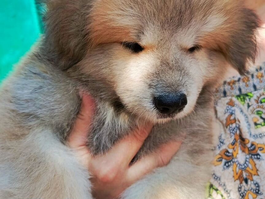 Малыш акита ину флаффи