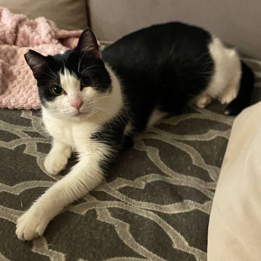 Взрослая, кошка в добрые руки