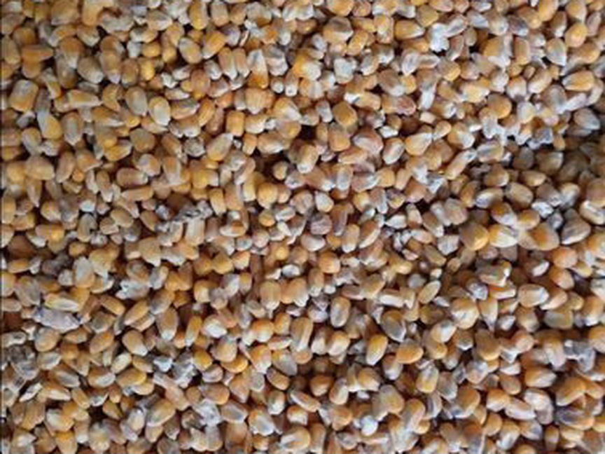 Кукуруза оптом