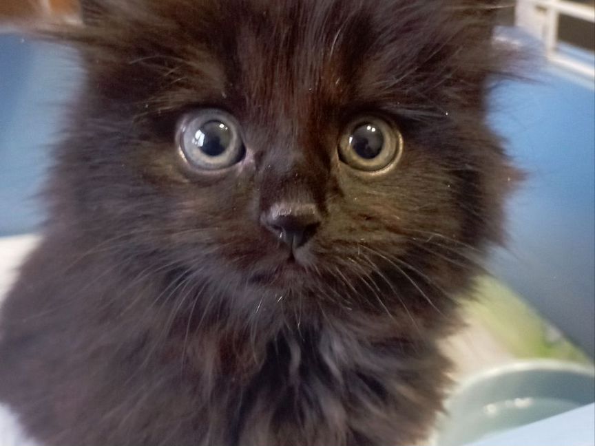 Котенок Мишка а добрые руки