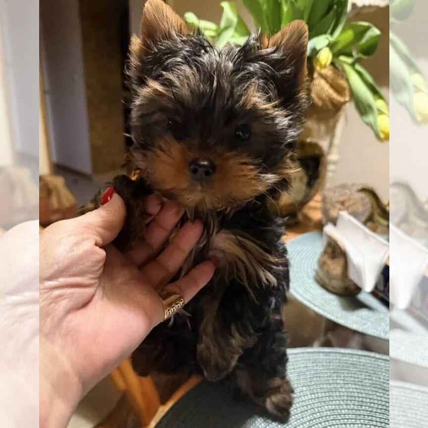 Йоркширский терьер