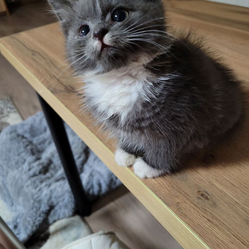 Котенок в добрые руки