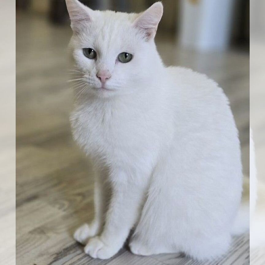 Кошка