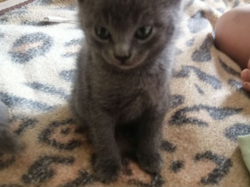 Русская голубая кошка котенок