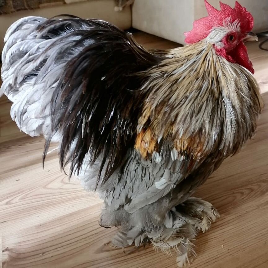 Куры карликовый кохинхин