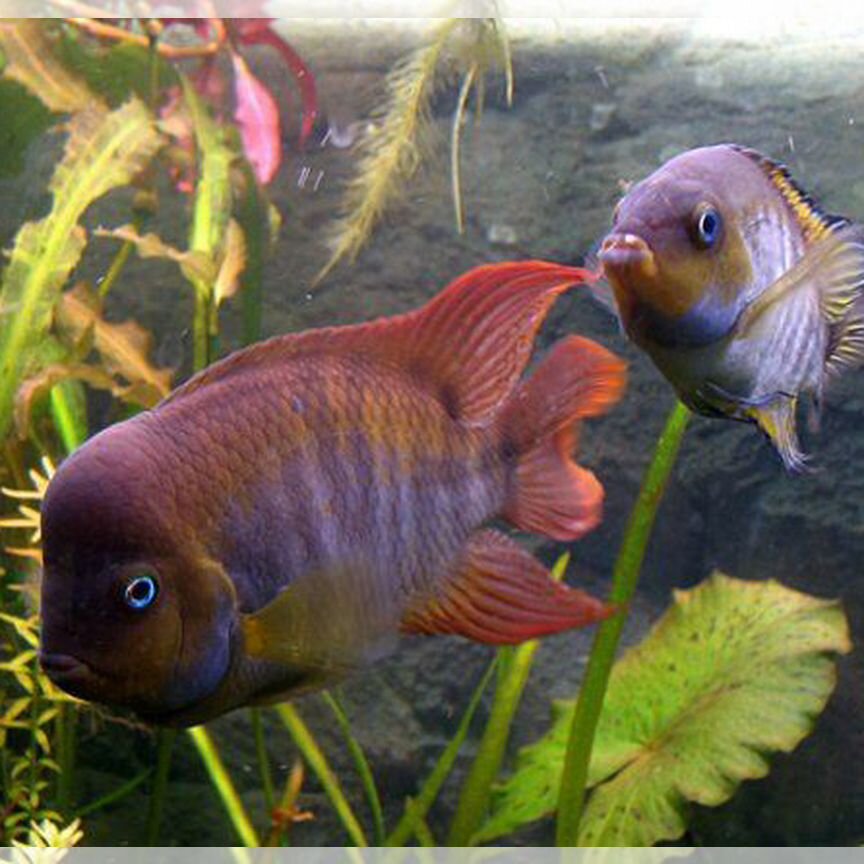 Цихлазома седжика