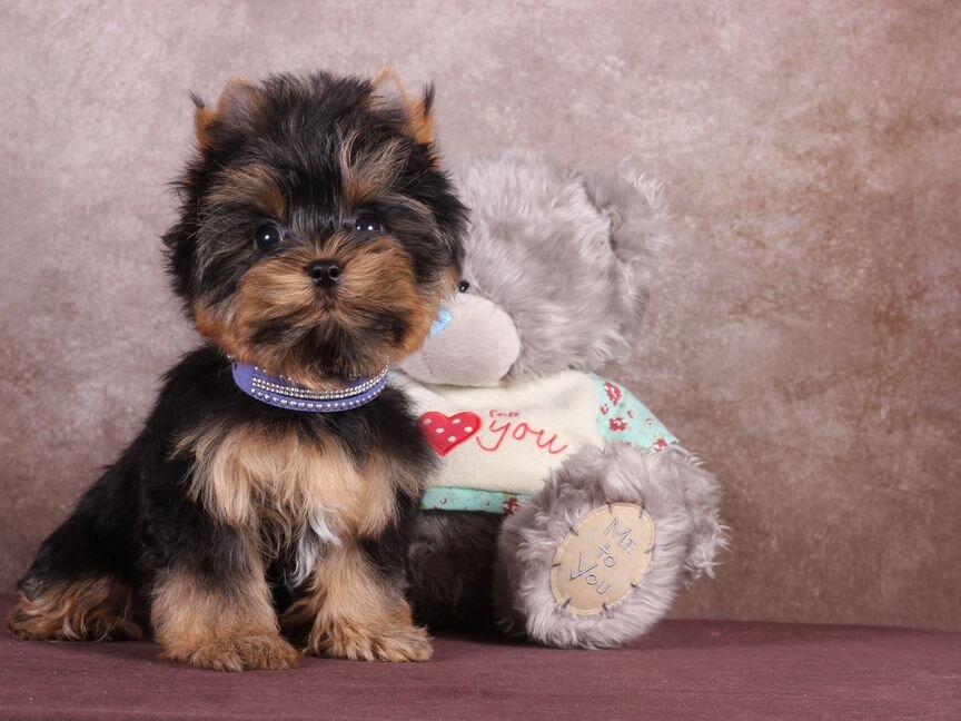 Йоркширский малыш Очаровательный Мартин РКФ