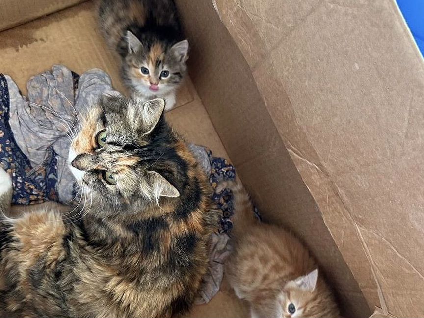 Котята