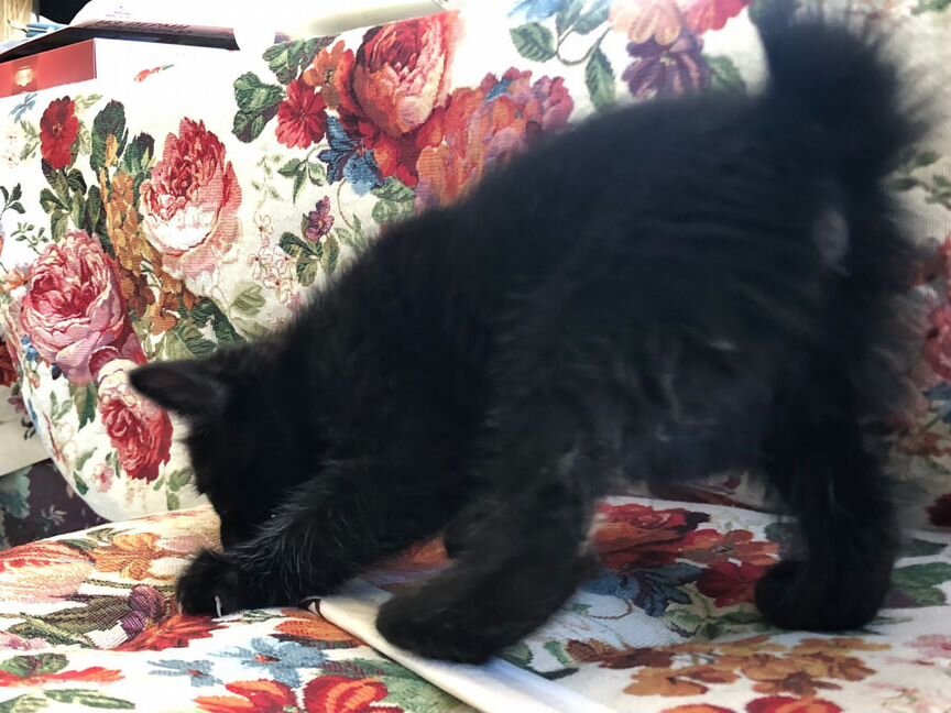 Котенок бобтейл девочка