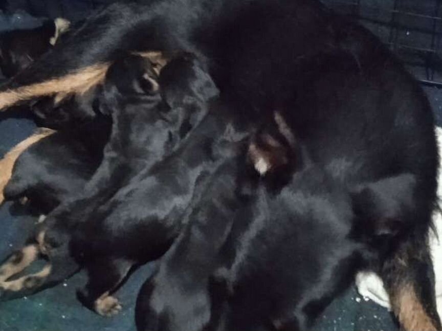 Щенки ягдтерьера