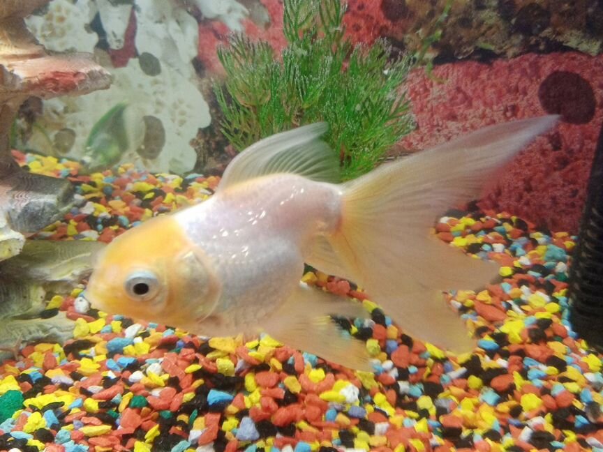 Золотая рыбка