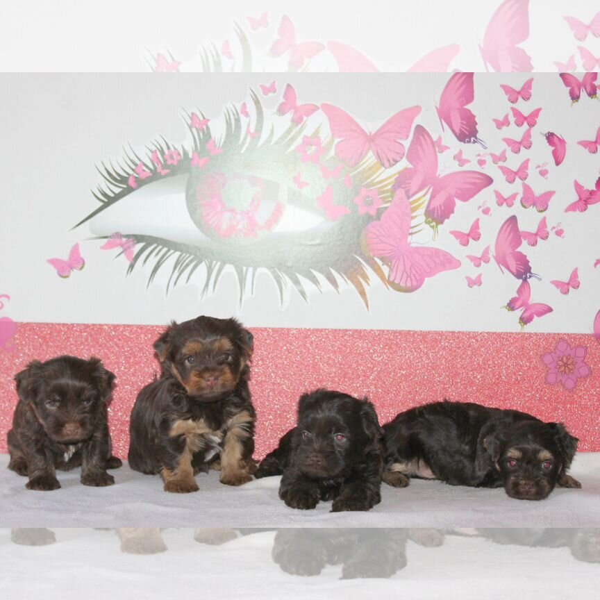 Йоркширский терьер, щенок