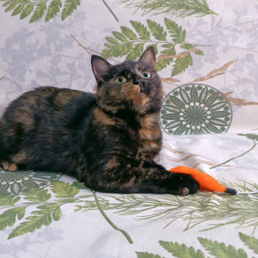 Очень ласковая кошечка 8 м