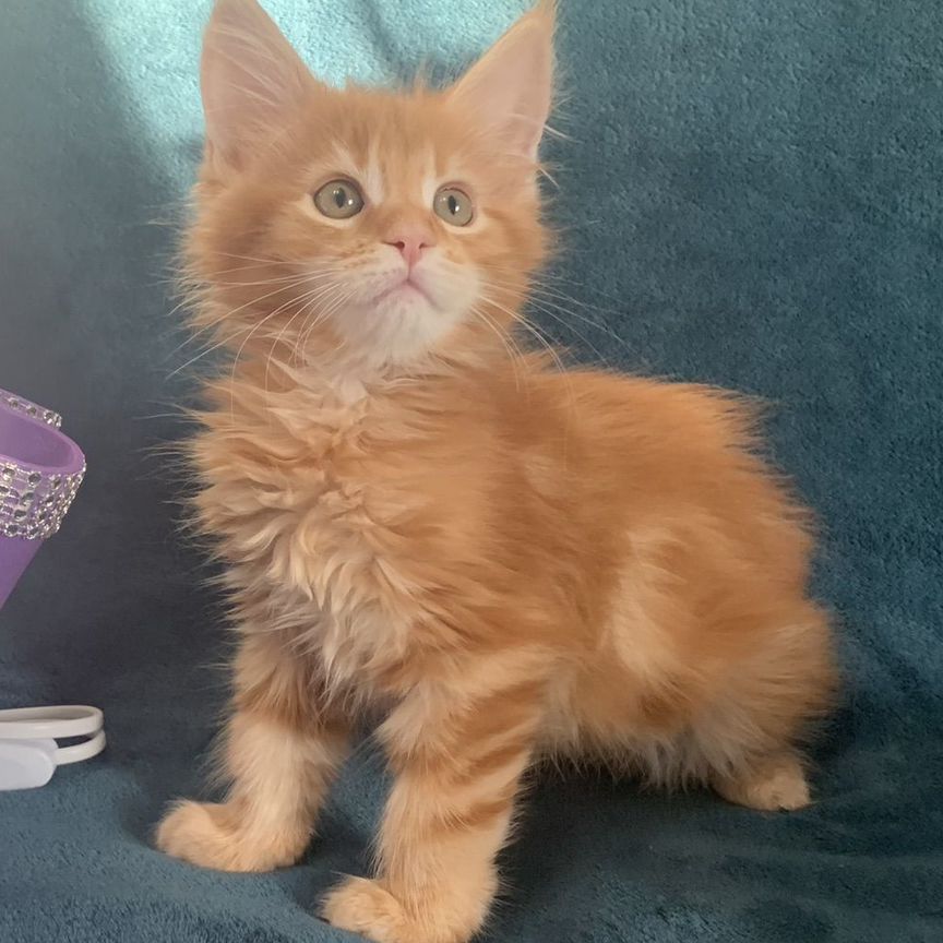 Мейн-кун котёнок