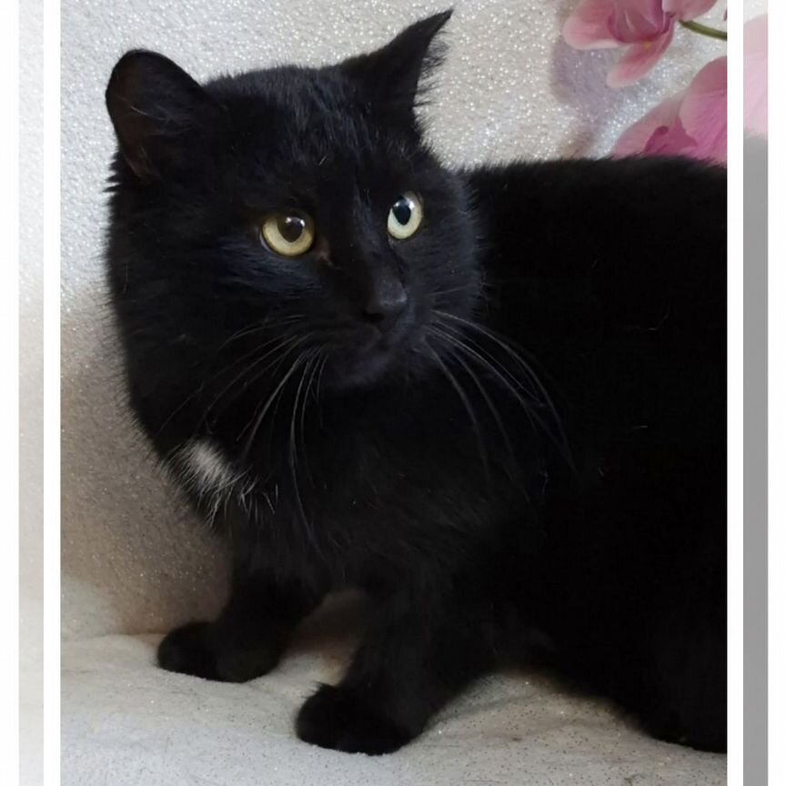 Взрослый кот в добрые руки