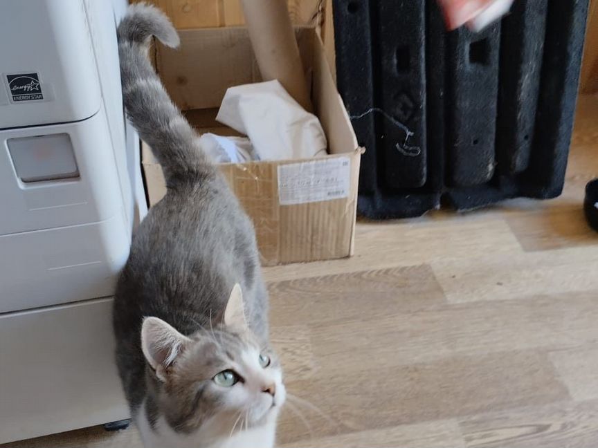 Отдам котика