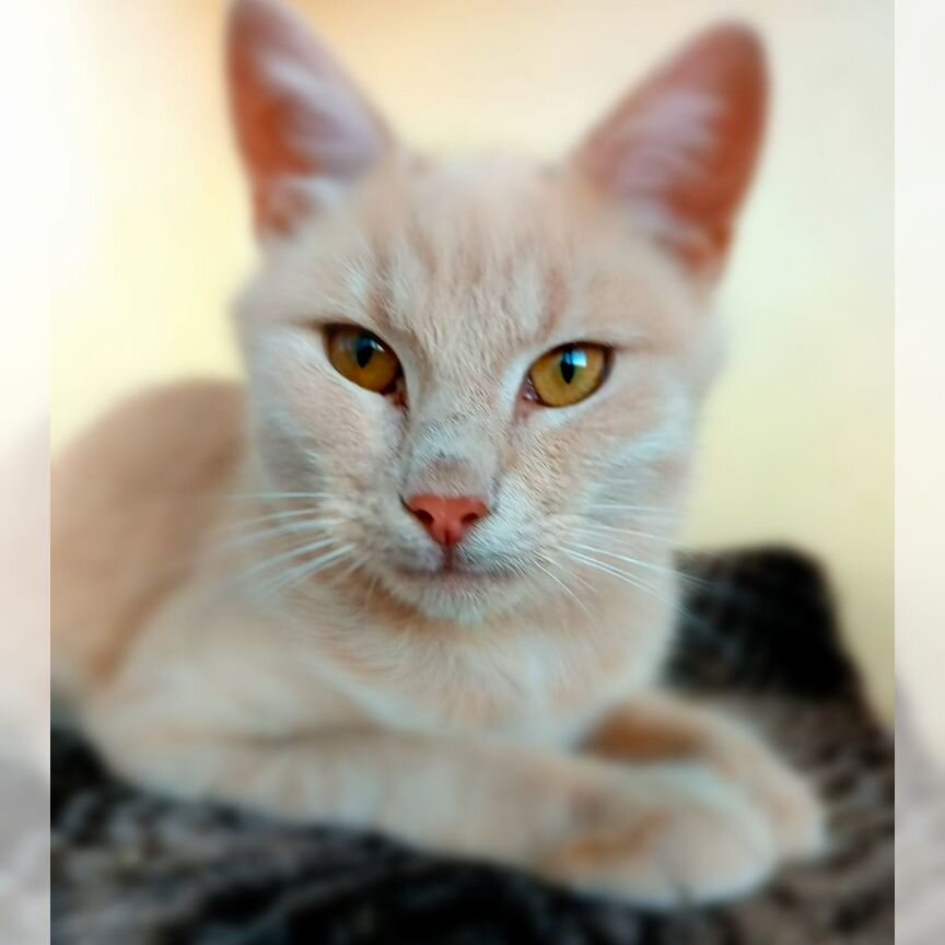 Молодой котик в добрые руки