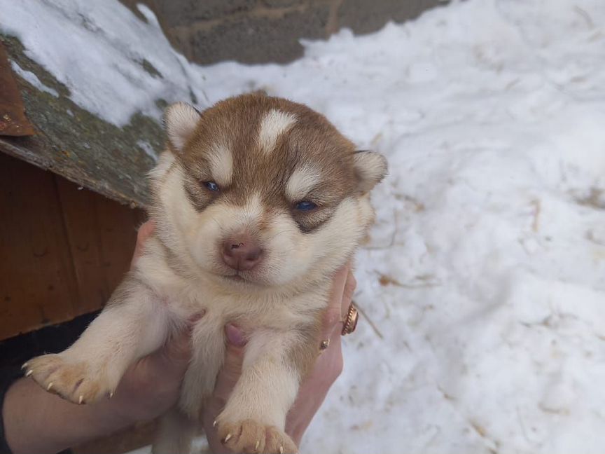 Щенки хаски