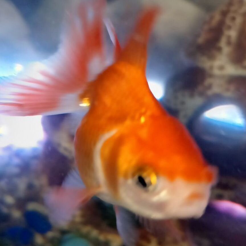 Золотая рыбка