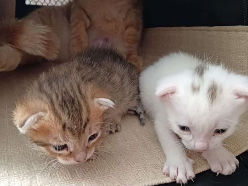 Котята в добрые руки