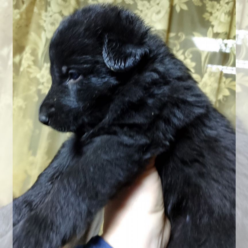 Немецкая овчарка, щенок