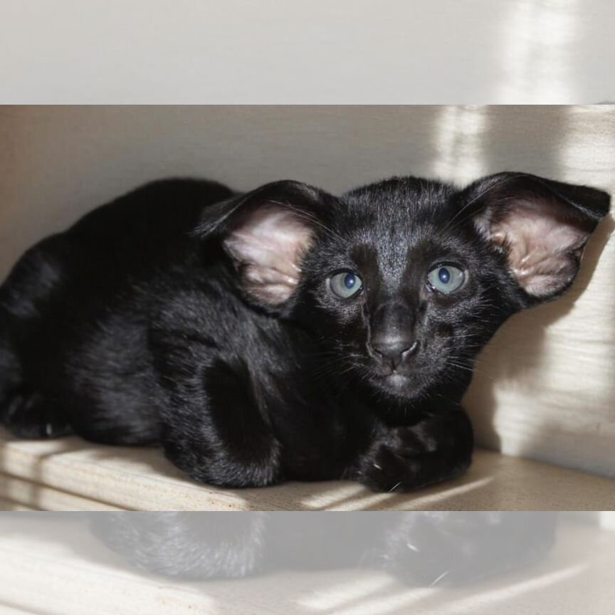 Ориентальный котёнок