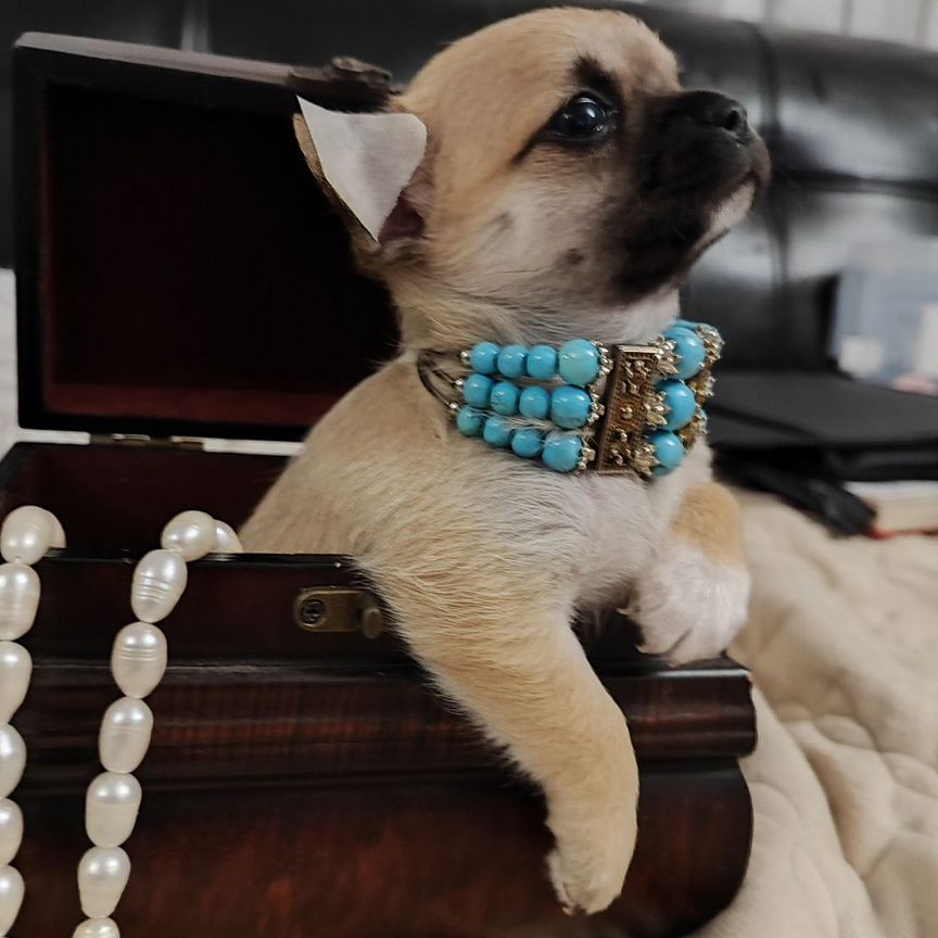 Чихуахуа мини девочка ищет мам и пап