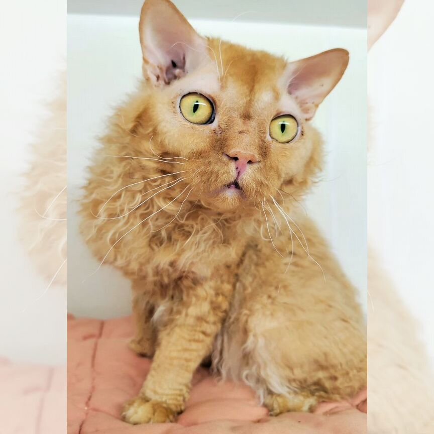 Магический кот ищет дом