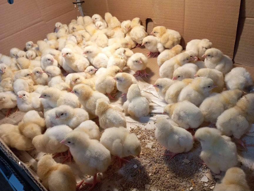 Суточные недельные