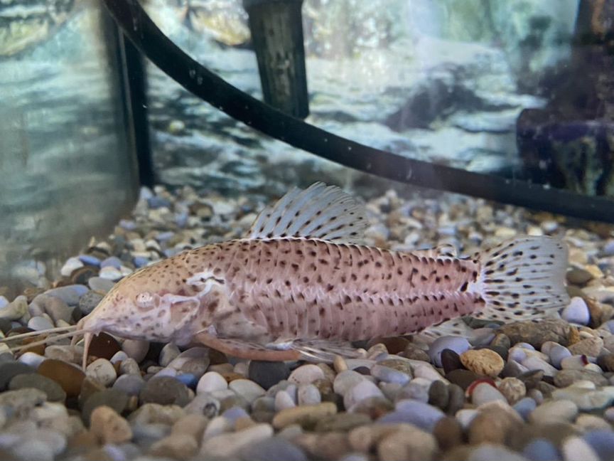 Сом таракатум