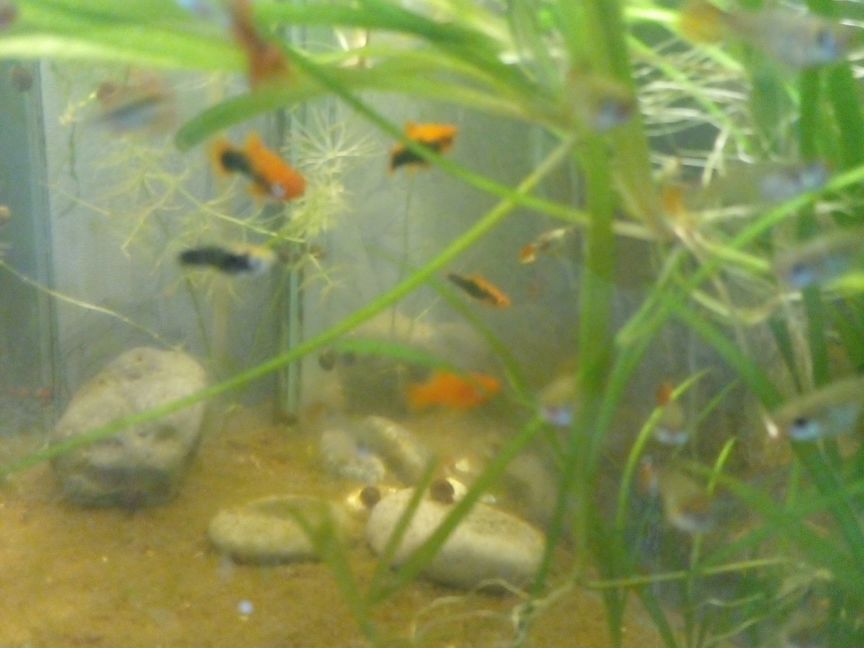 Меченосцы кубинские разных окрасов и гуппи