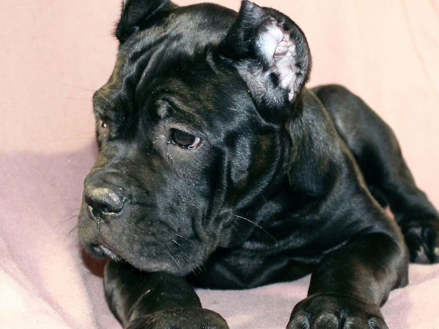 Щенки Кане корсо