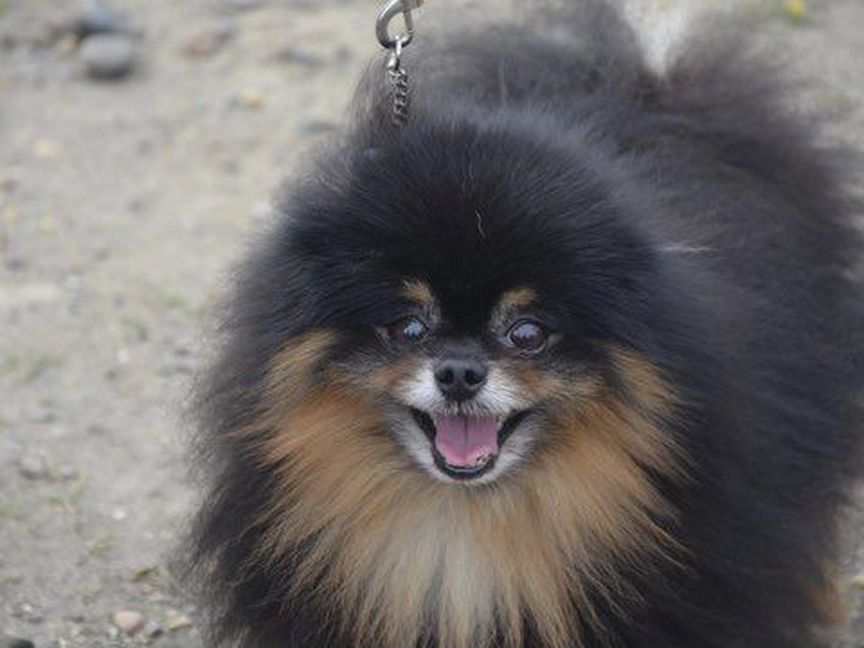 Померанский шпиц вязка