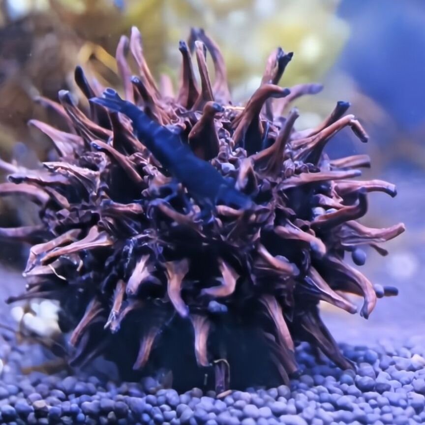 Шишки амбрового дерева для аквариума