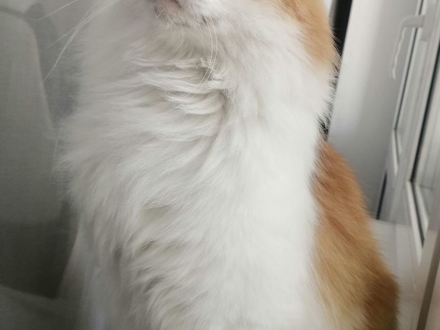 Котейка ищет хозяев
