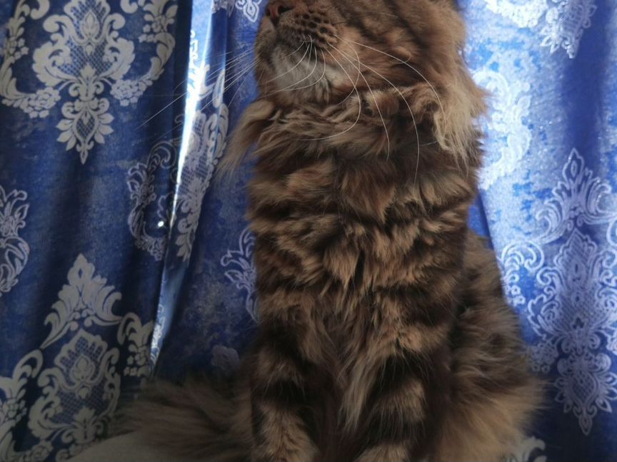Котята мейн-кун в добрые руки