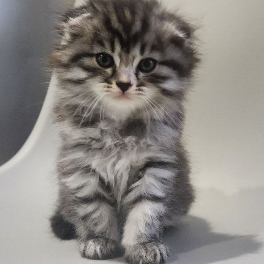Шотландская вислоухая кошка маленькая